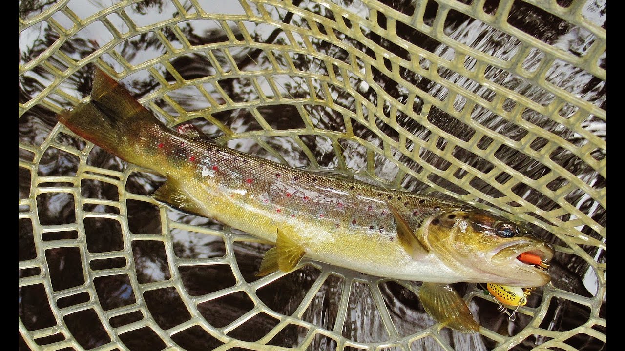 Small stream Spring trout. - YouTube