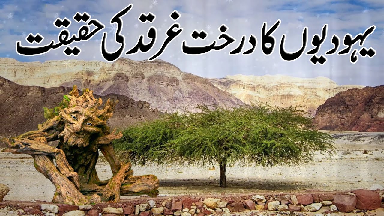 Gharqad ka darakht | Reality of Gharqad tree in Israel | Tree History ...