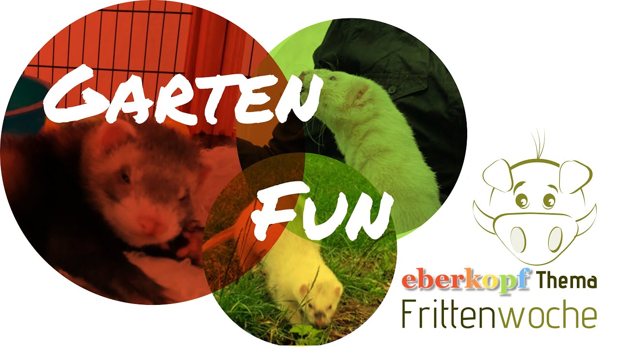 Die Frettchen Jack & Eddie haben Fun im Garten - YouTube