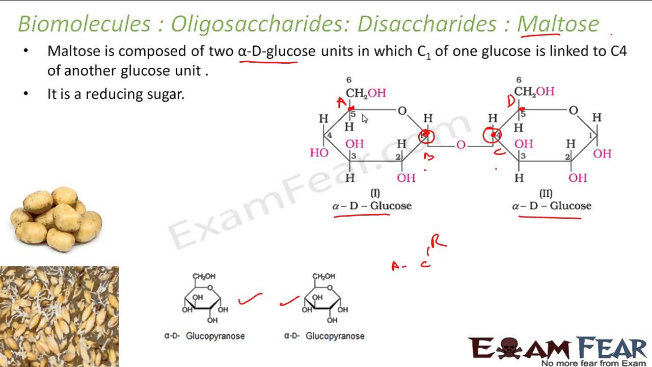 Chemistry Biomolecules part 11 Disaccharides sucrose, maltose, lactose ...