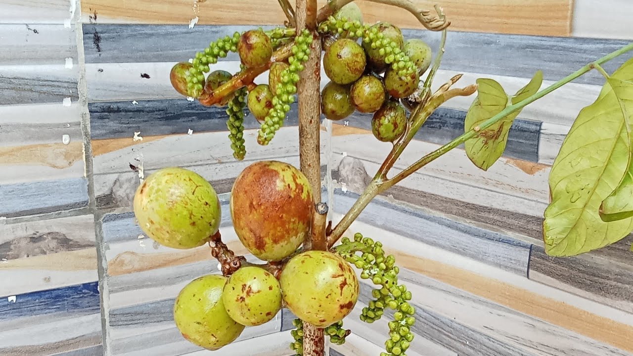 the way cuttings from small Hamlet trees can produce lost of fruit is ...