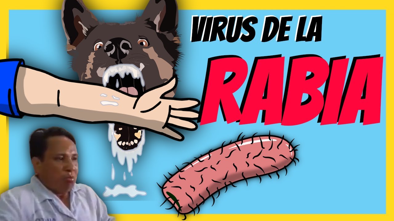 Todo lo que debes saber sobre LA RABIA y la hidrofobia, te explico| Oso ...