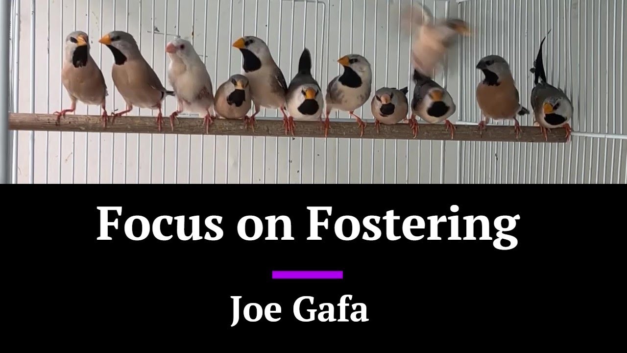 Focus on Fostering - Joe Gafa - YouTube