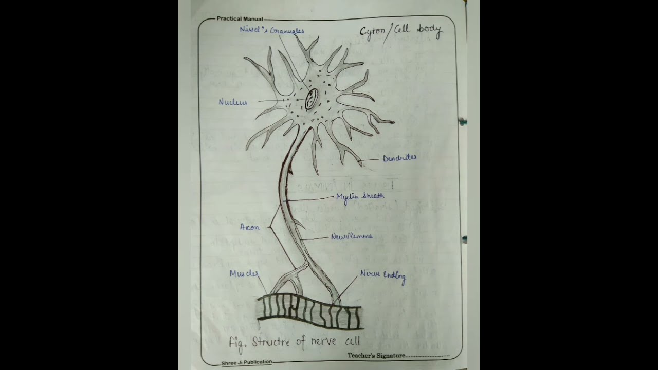 😱with PDF link Solved Notebook Class 9 Term 1 Science Practical / lab ...