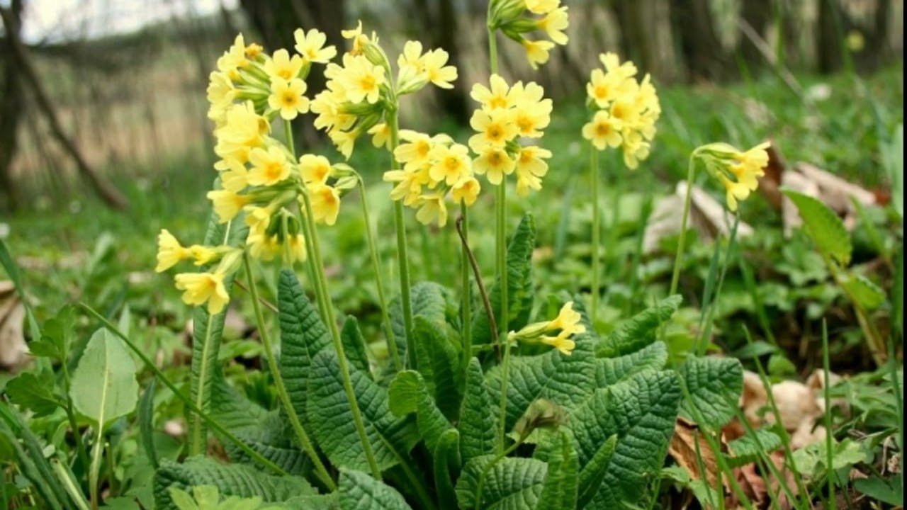 Adam Mickiewicz "Pierwiosnek" - YouTube