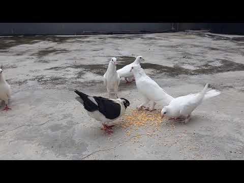 #merpatiputih #Burungmerpati, kasi makan merpati, merpati cantik ...