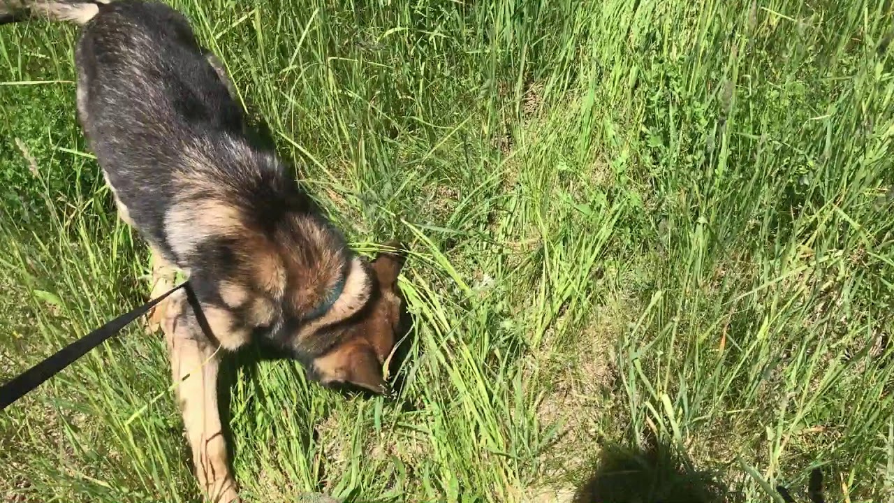 German Shepherd Puppy Tracking - YouTube
