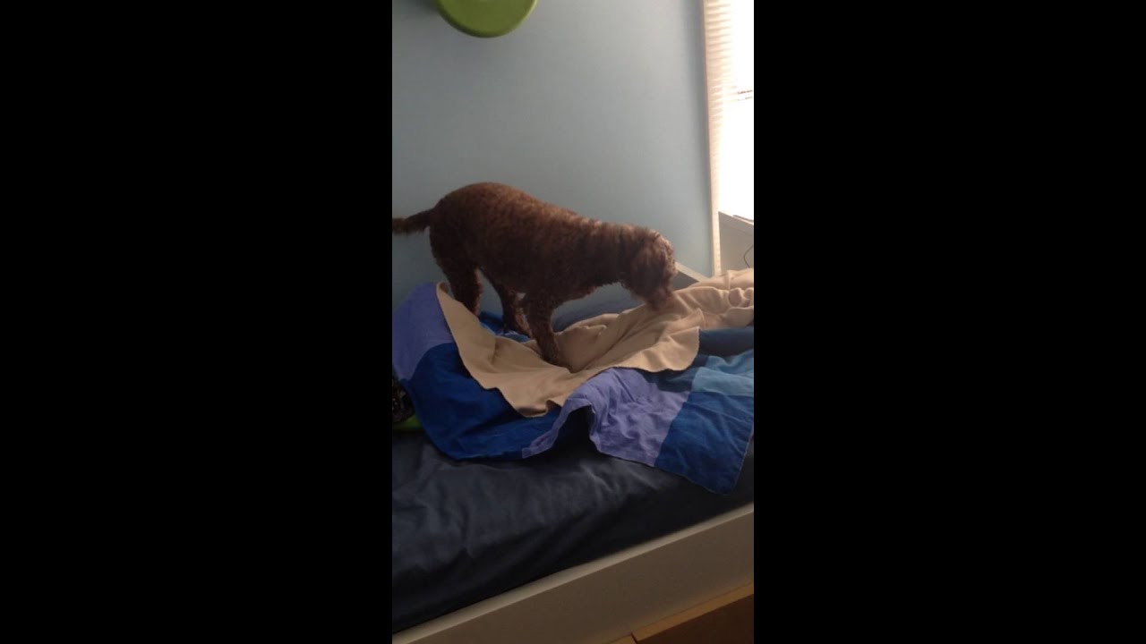 Dog caching behaviour - YouTube