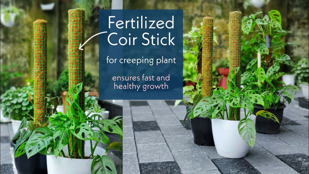 Fertilized Coir Stick... for creeping plant, ensures fast and thick ...