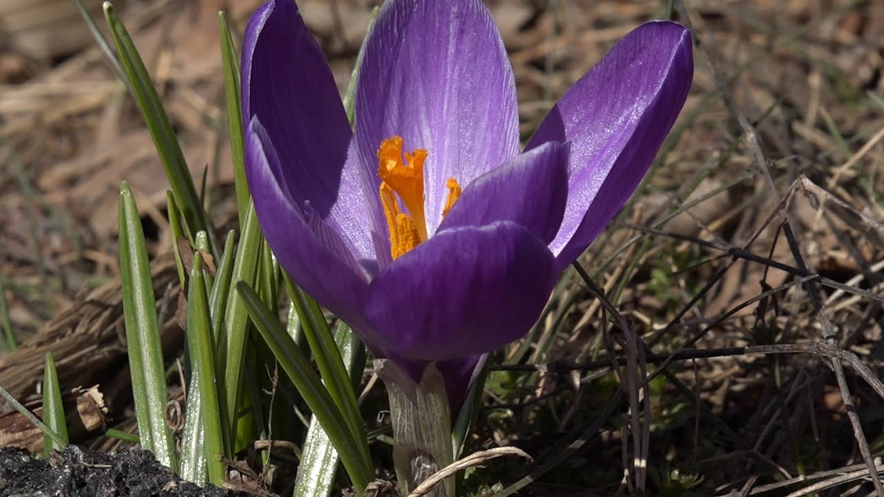 Spring Crocus - YouTube