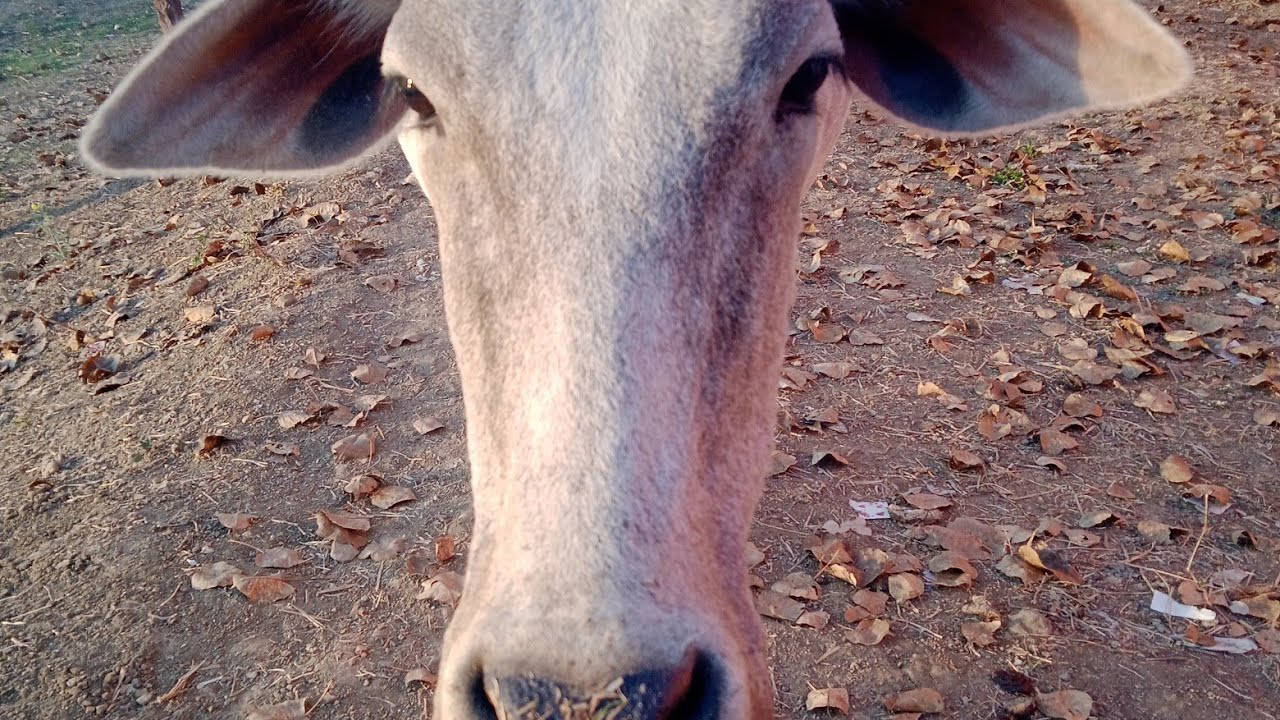 Rutch Cow Camel goad gau mata - YouTube