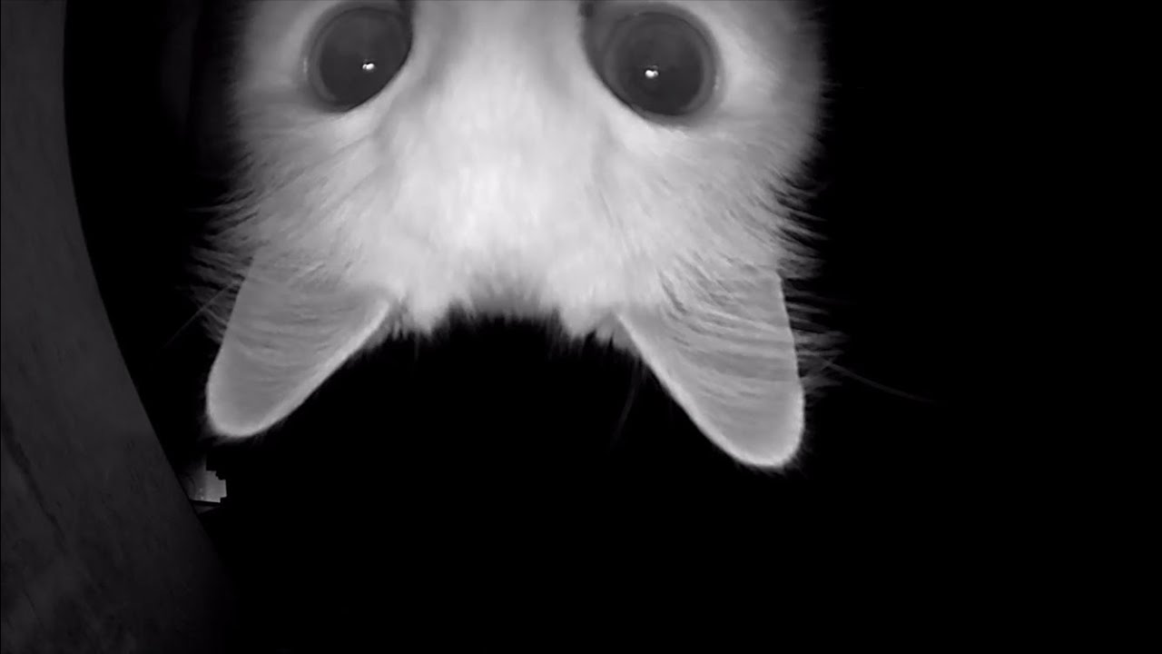 Cat caught on Camera at night!!! - YouTube