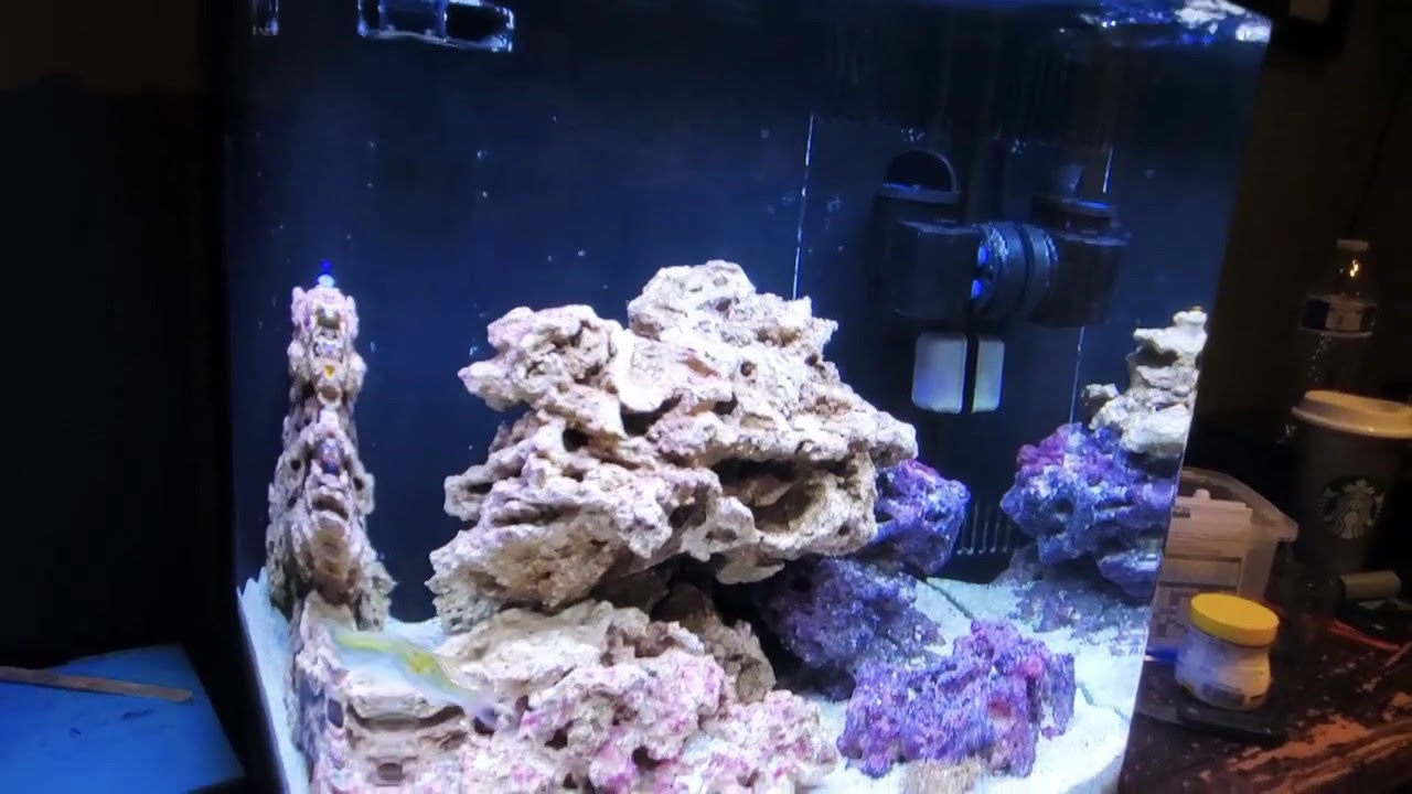 Biocube 16 saltwater molly - YouTube