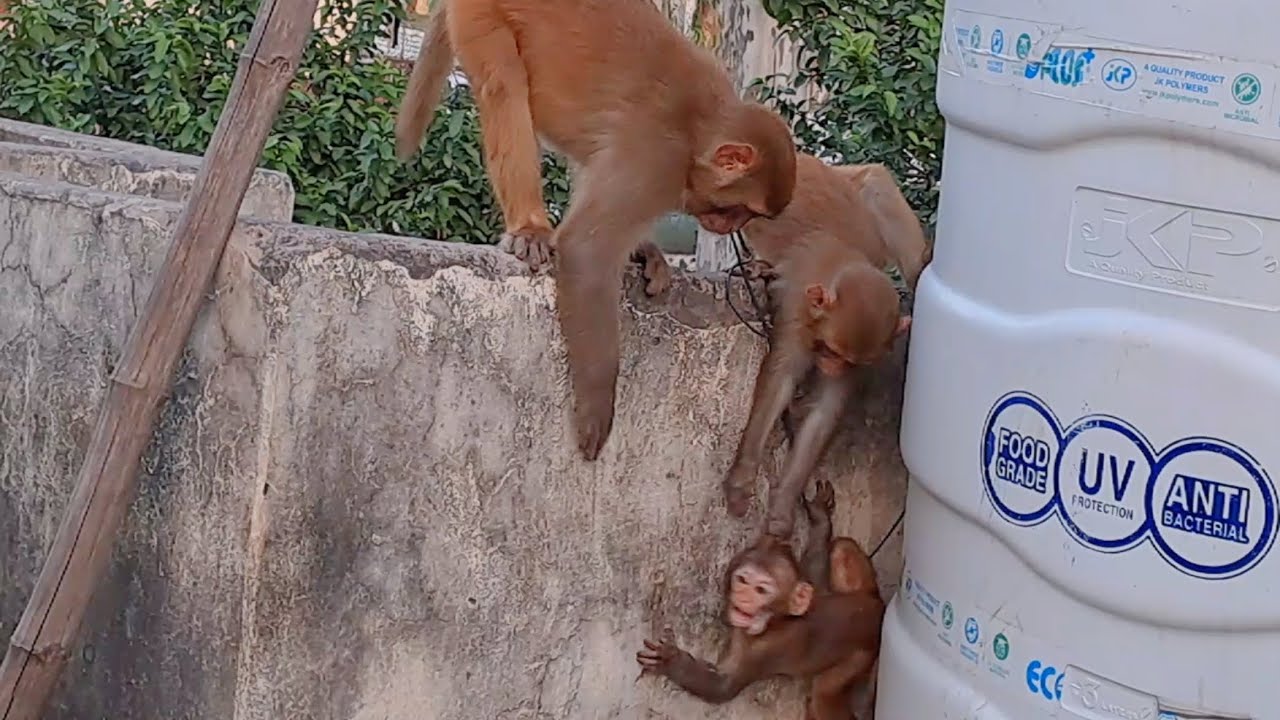 Two monkey biting one small baby monkey #animals #monkeys #funny - YouTube