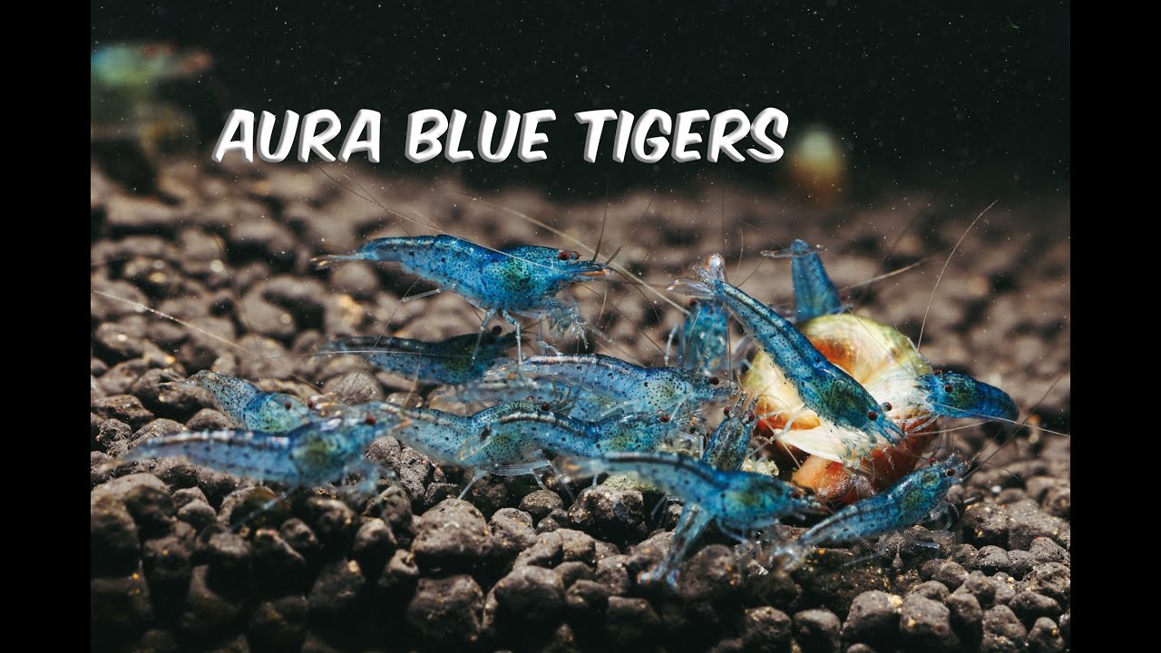 Aura Blue Tiger Shrimp - YouTube