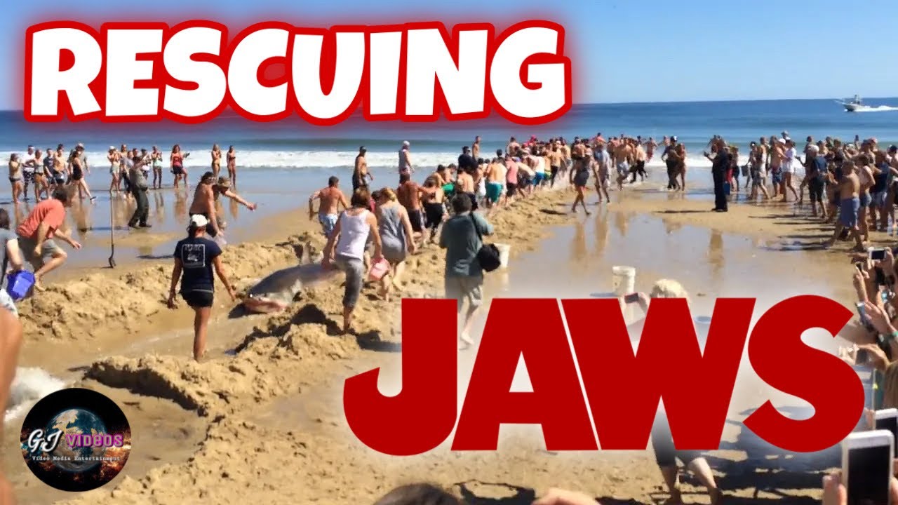 Rescuing JAWS: Great White Shark Found Beached in Cape Cod!! - YouTube
