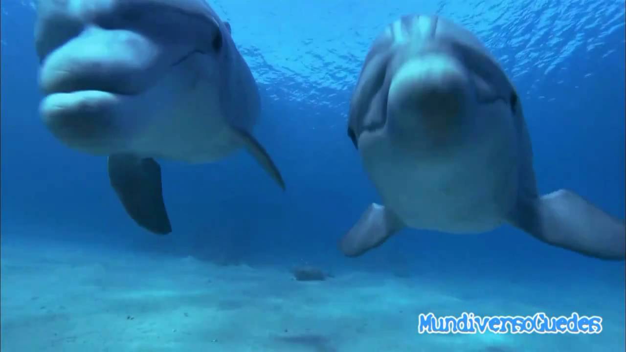 Dolphins Chillout - Sweet Harmony - YouTube