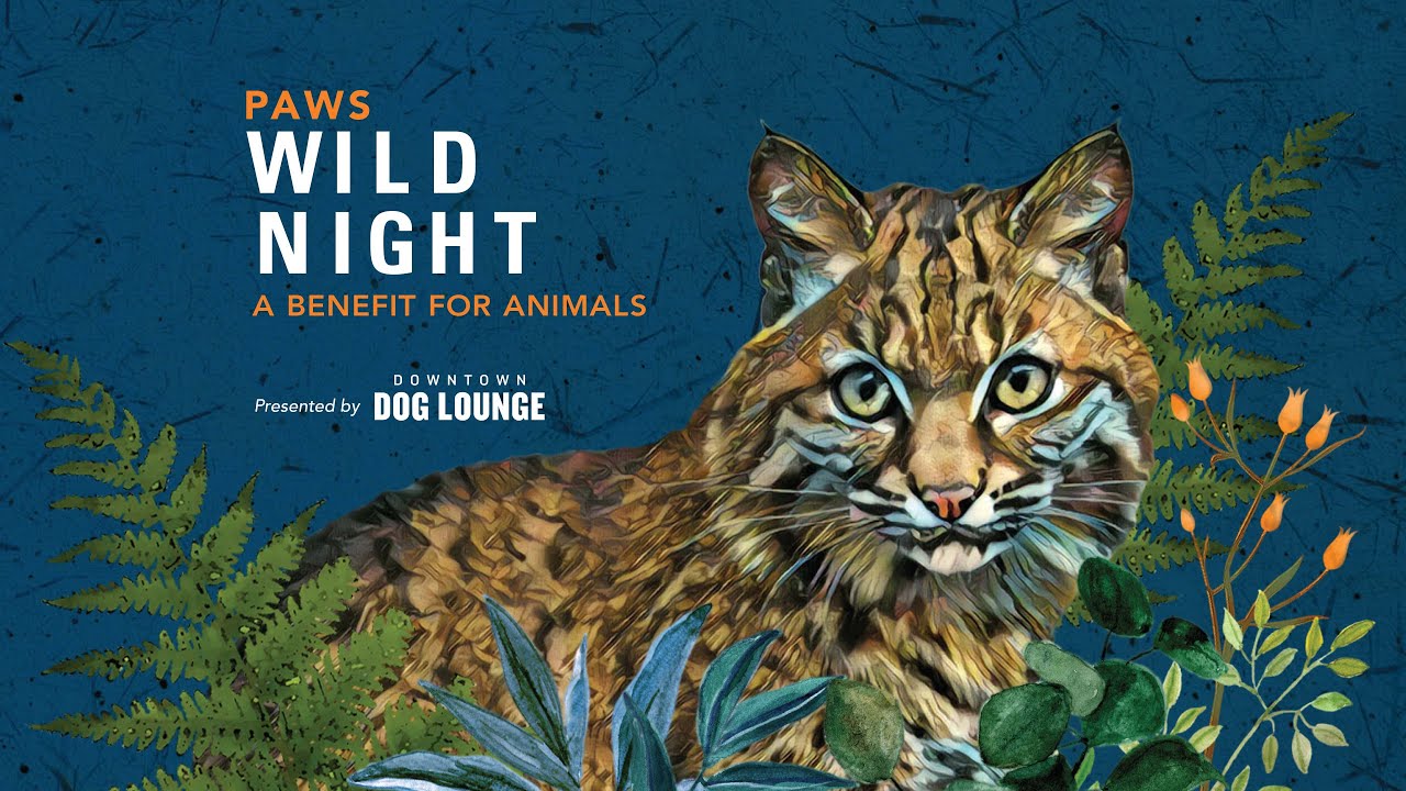 PAWS Wild Night - YouTube