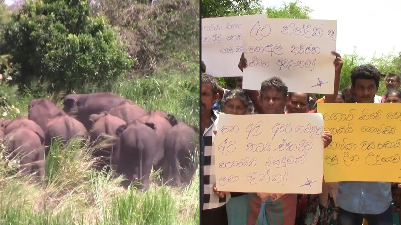 Sri Lanka farmers protest after elephants destroy crops - YouTube