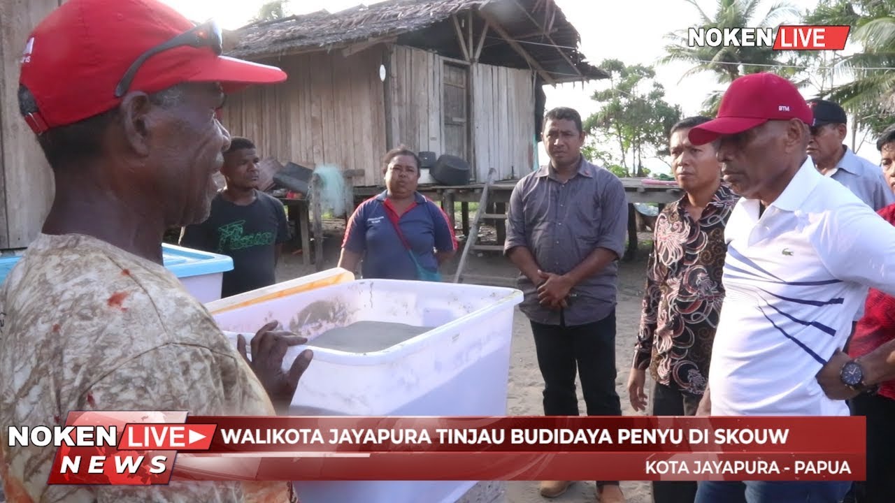 WALIKOTA JAYAPURA TINJAU BUDIDAYA PENYU DI SKOUW - YouTube