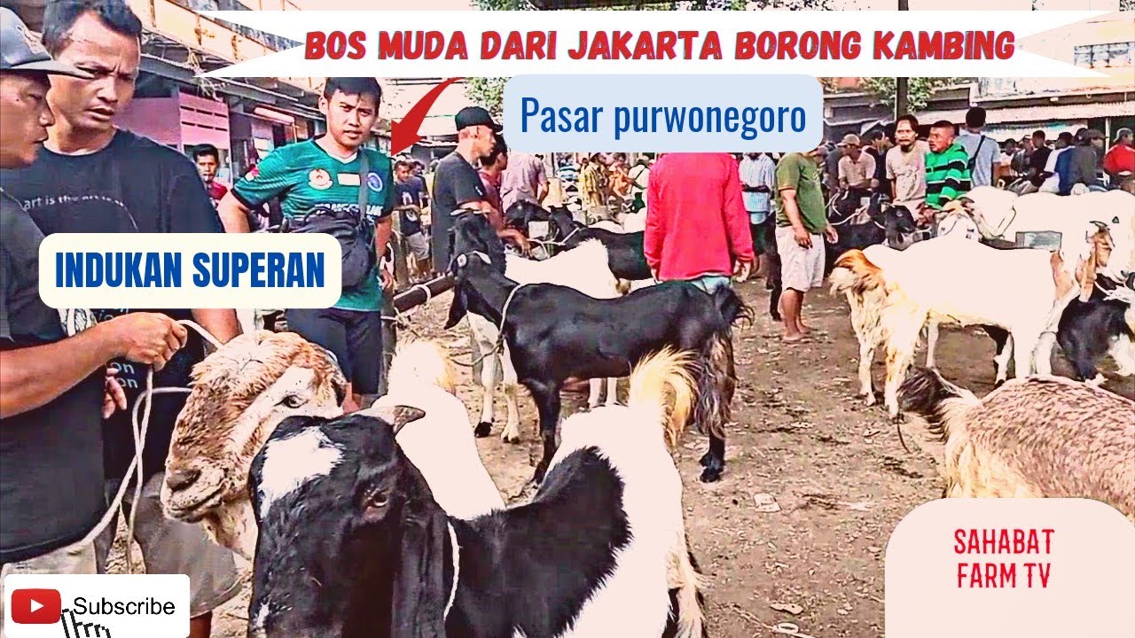 KAMBING SUPER-AN BABON/INDUKAN JAWA RANDU DI PASAR KAMBING PURWONEGORO ...