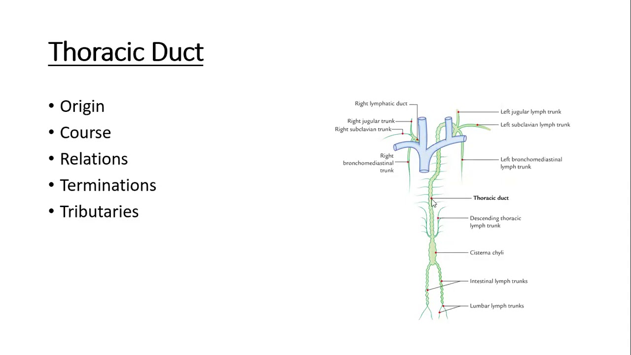 Gross anatomy Thorax Thoracic Duct 1 - YouTube