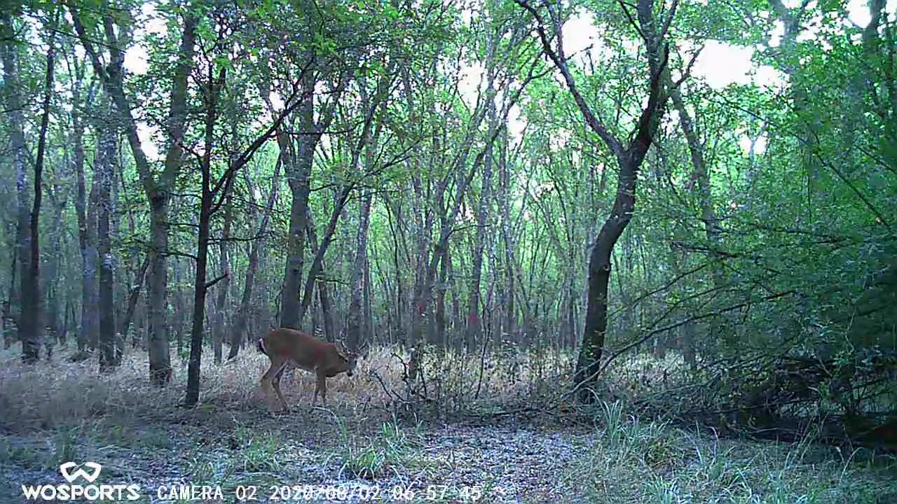 small buck - YouTube