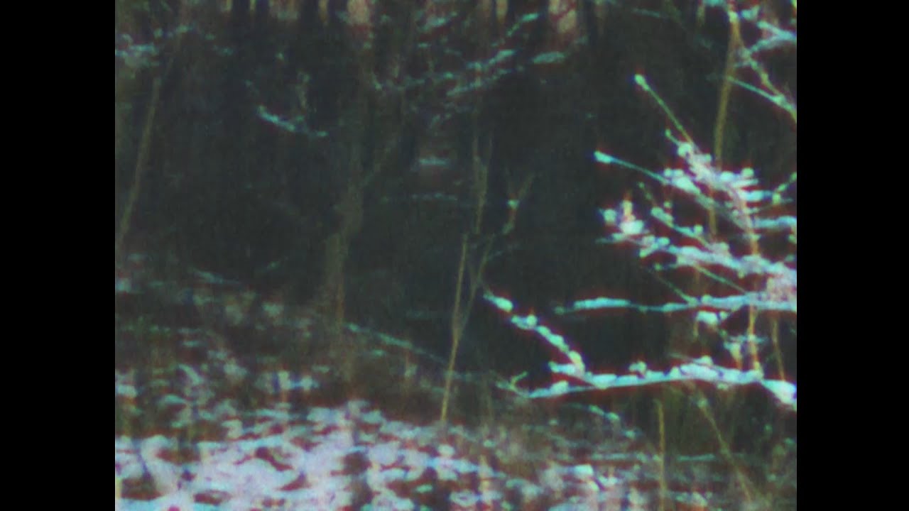 In the woods - Found Footage - YouTube