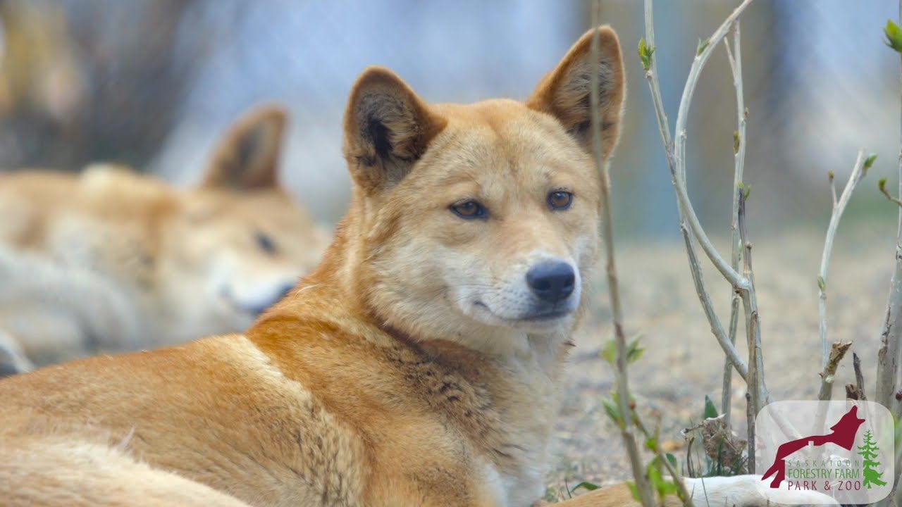 Educational Video, Zoo Tour: Australian Dingoes - YouTube