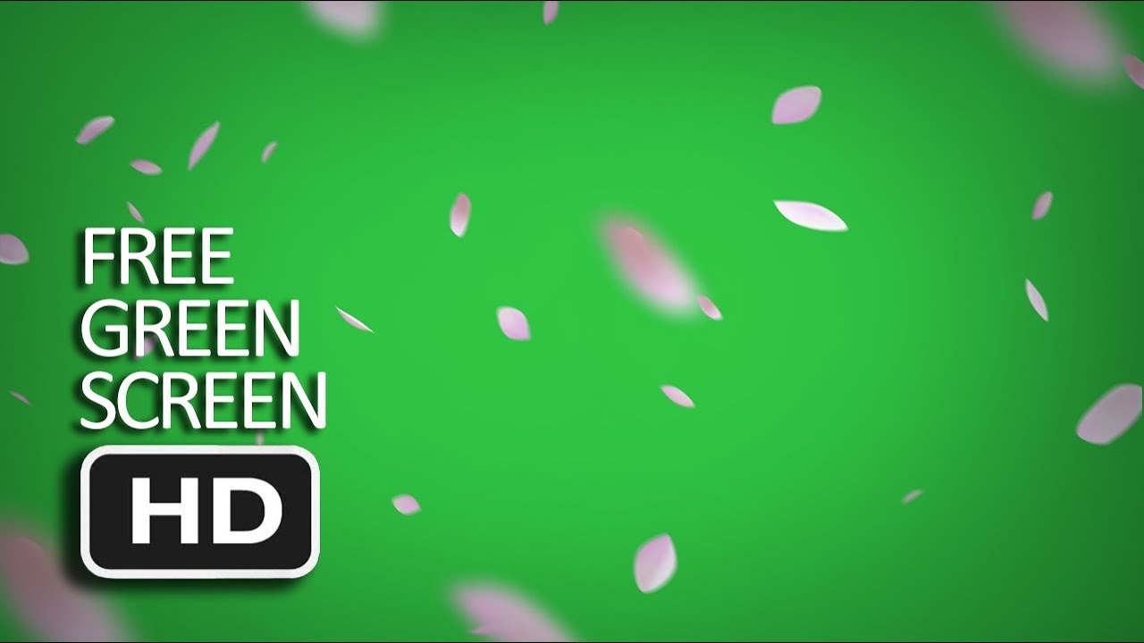 Free Green Screen - Sakura Falling Diagonal - YouTube