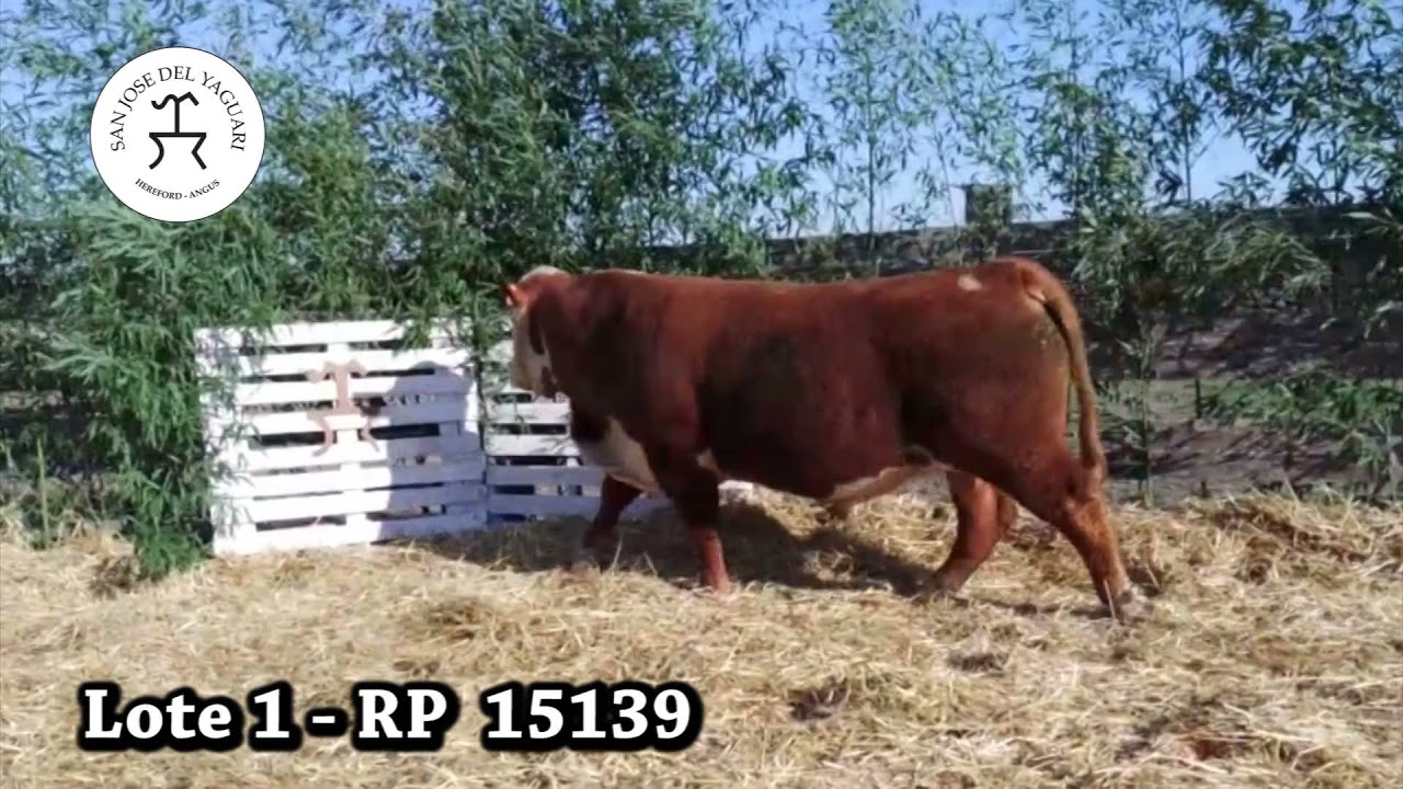 LOTE 1 RP 15139 - YouTube