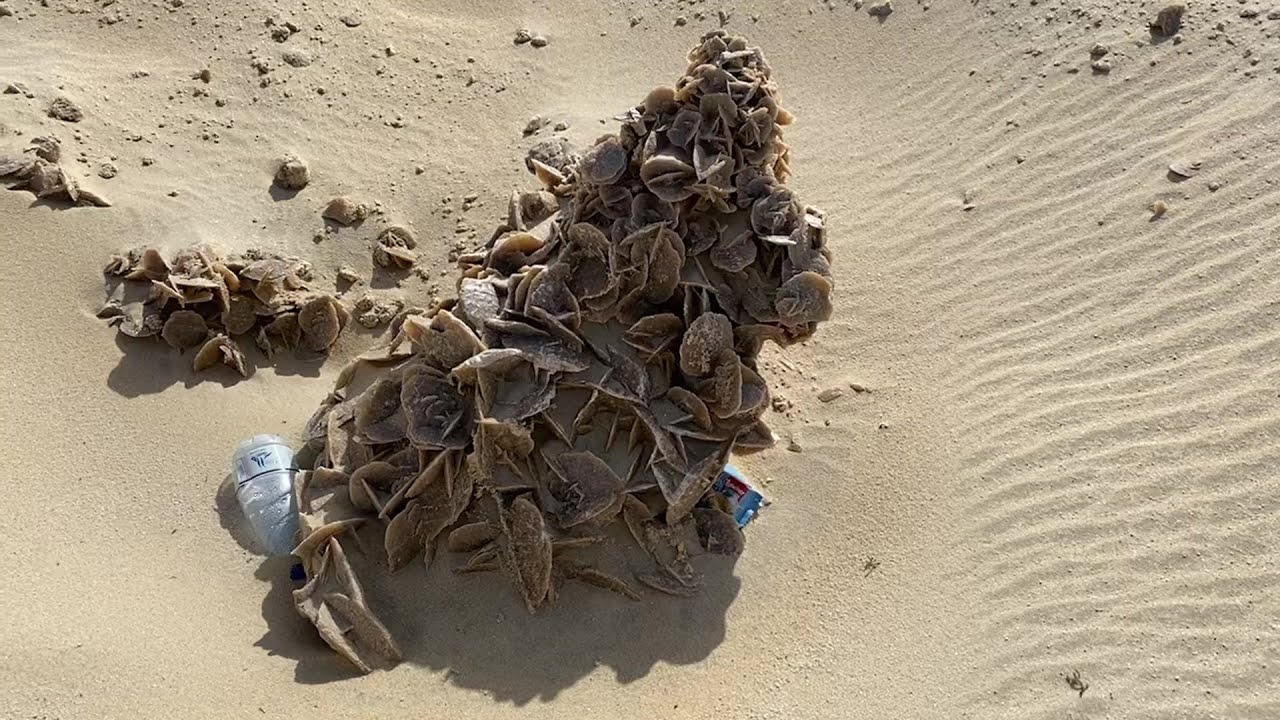 MASSIVE Desert Roses near Dhahran, Saudi Arabia! - YouTube