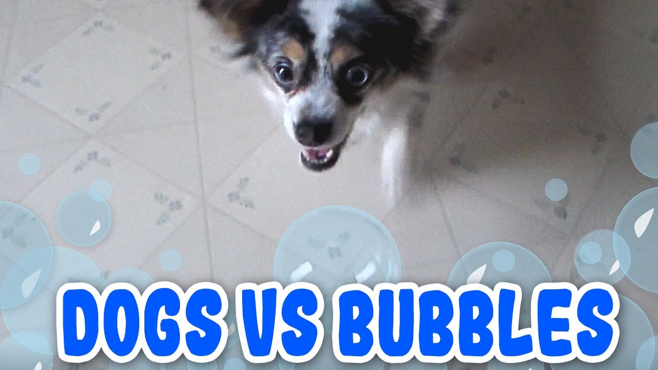 Dogs vs Bubbles | Funny Dog Subtitles Video - YouTube