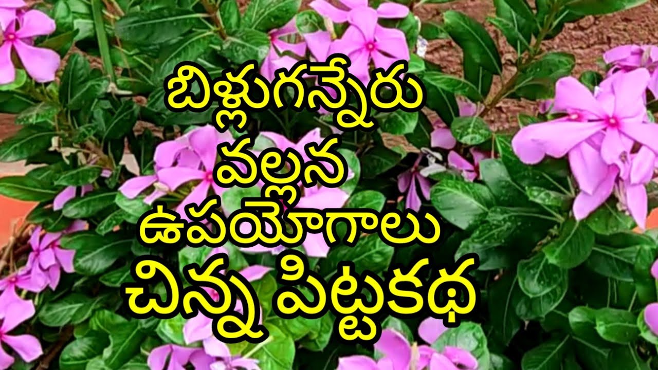 బిళ్ళ గన్నేరు ఉపయోగాలు || health benefits Of billa ganneru || billa ...