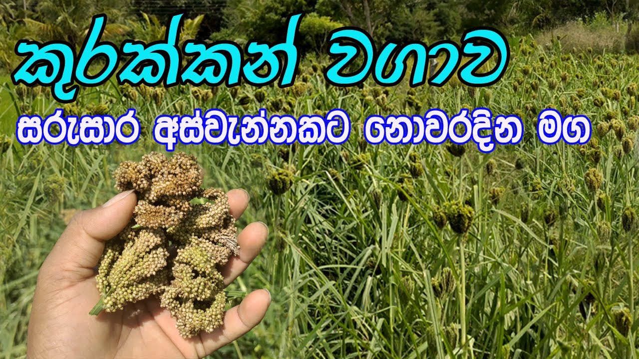 කුරක්කන් වගාව | kurakkan Cultivation | Kurakkan Wagawa | හේනක කූරක්කන් ...