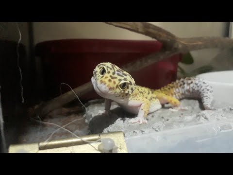 Cute Confused Gecko - YouTube