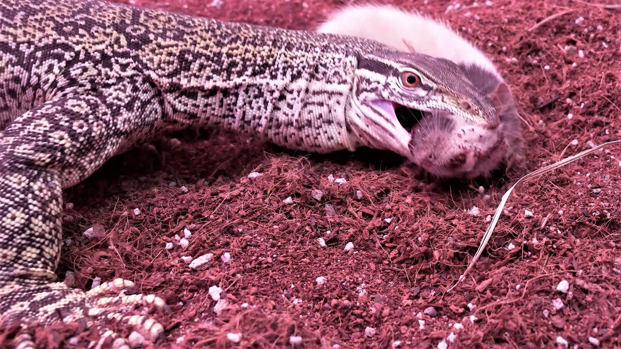Monitor lizard beats up a rat - YouTube