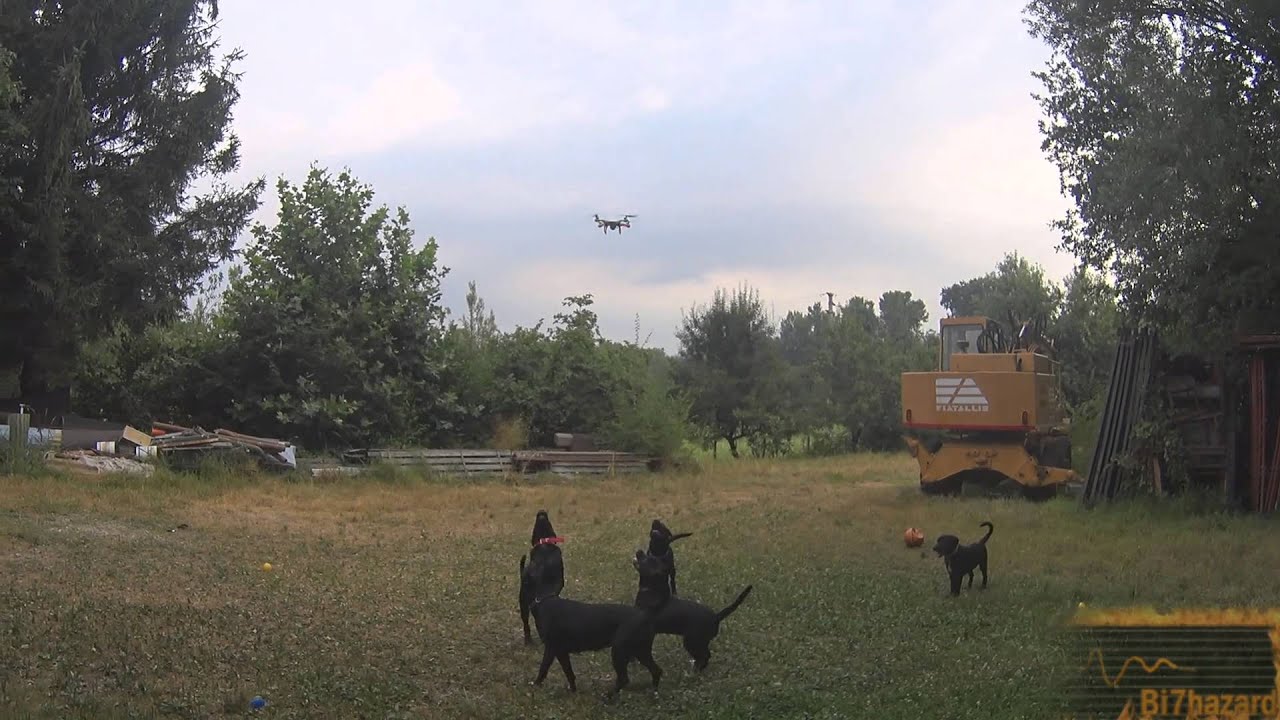 Wltoys V686G Fpv Quadcopter Vs Dog Sony HDR-AS200V - YouTube