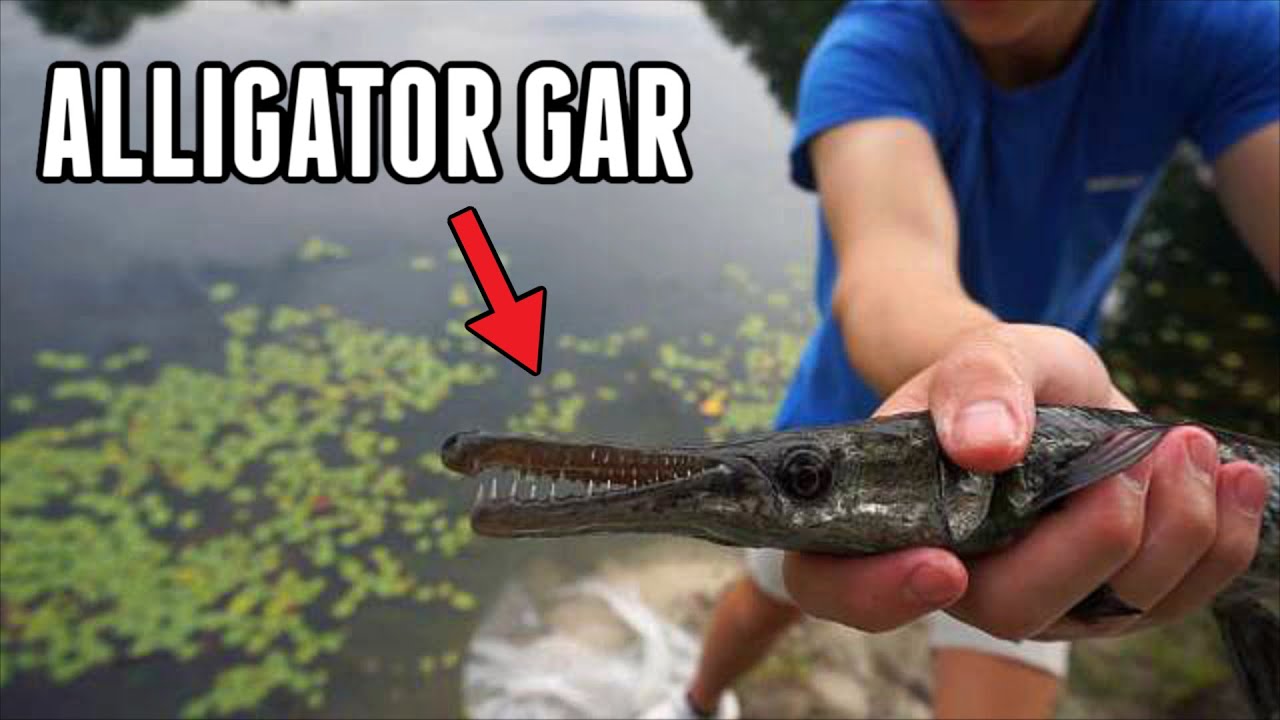 Releasing An ALLIGATOR GAR In My POND - YouTube