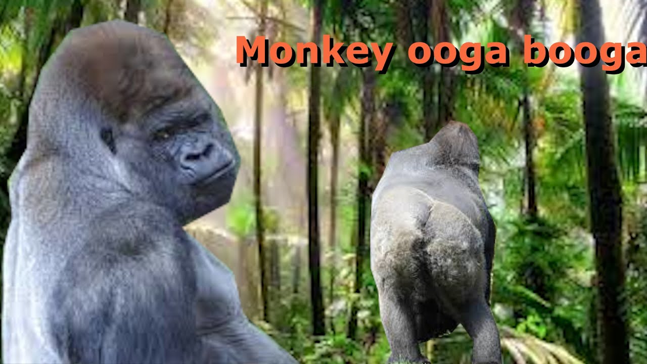 Monkey ooga booga - YouTube