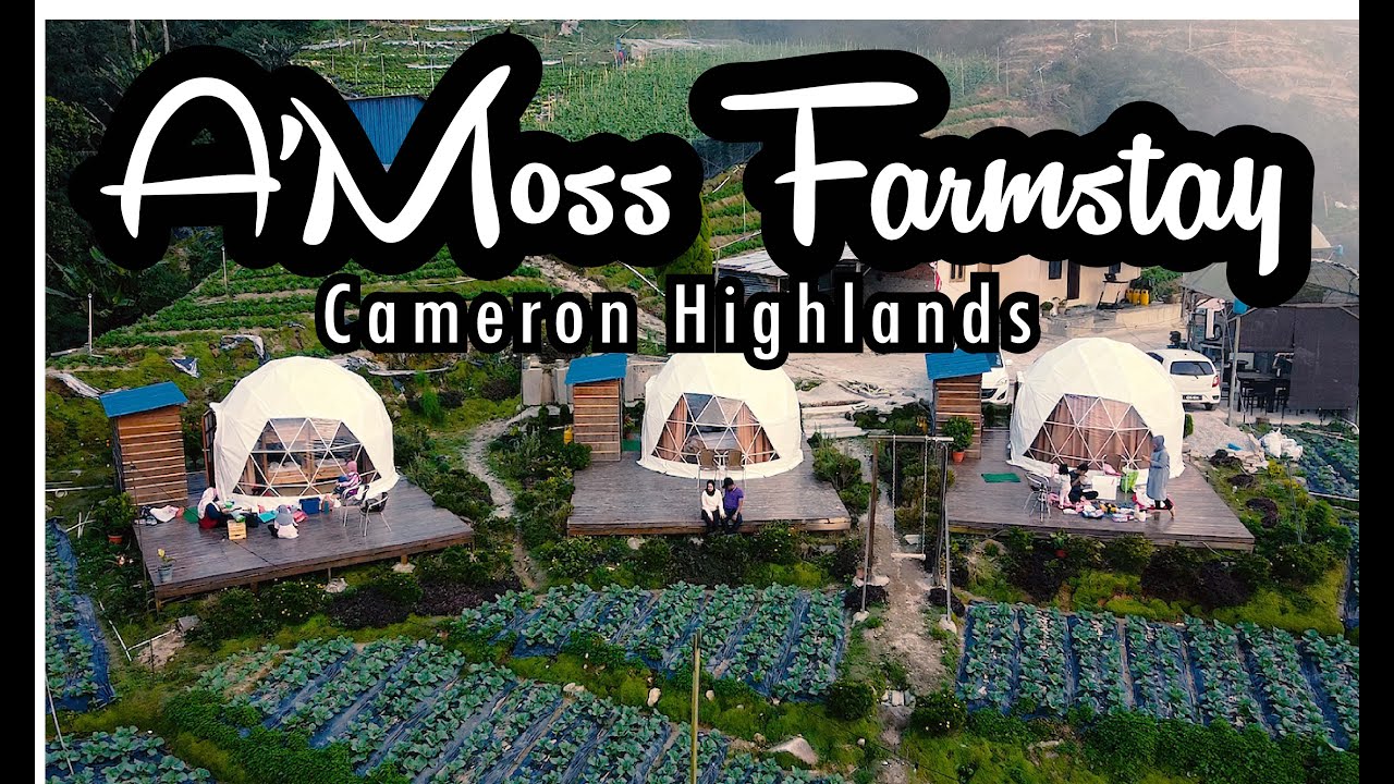 A'Moss Farmstay - Cameron Highlands - Video by Akmal & Editing by Encik ...