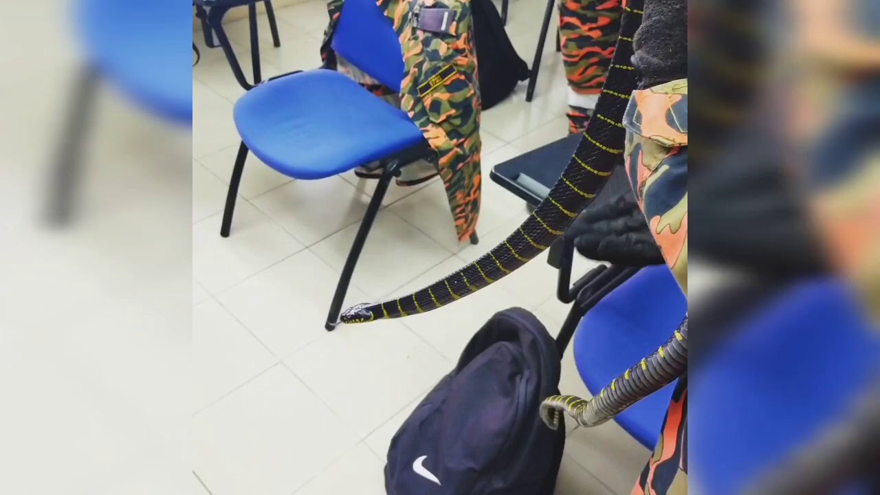 Ular Tiong@Kengkang Mau #SkuadKingCobra - YouTube