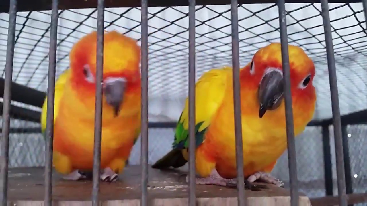 Asian Budgies..Sun conure Parrot basic information - YouTube