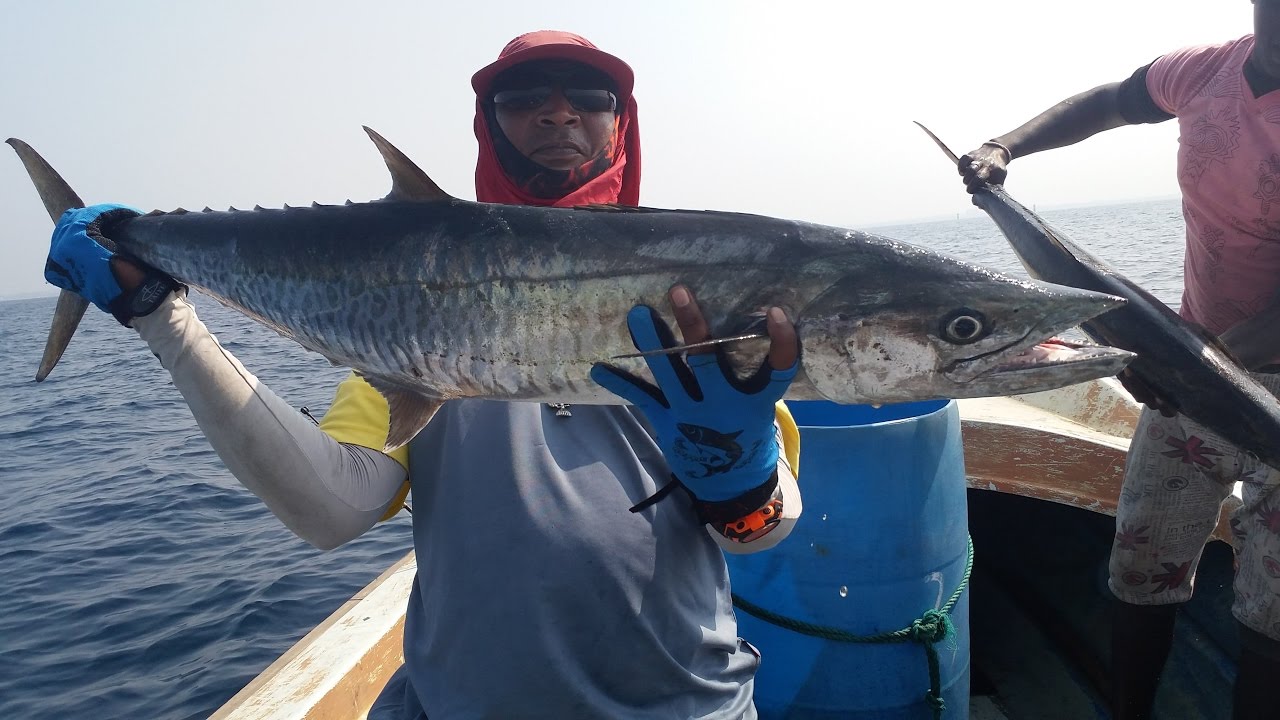 Fishing in Sri Lanka (Live Baiting For Mackerel on 12th Jan 2017 off ...