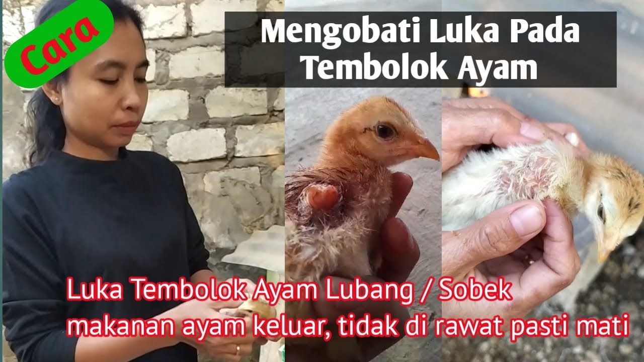 Cara mengobati anak ayam tembolok lubang atau sobek - dapat di terapkan ...