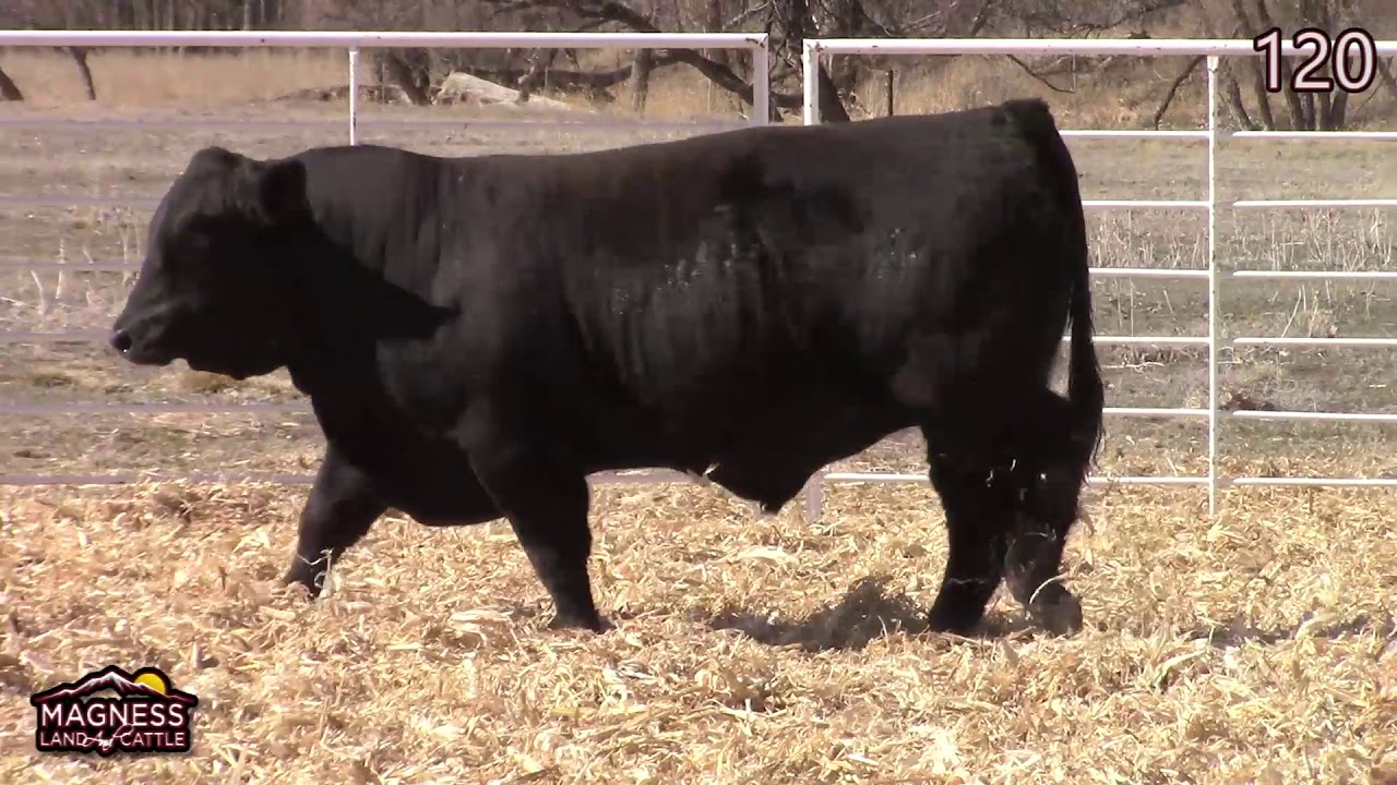 120 - 2020 Western Slope Bull Sale - YouTube