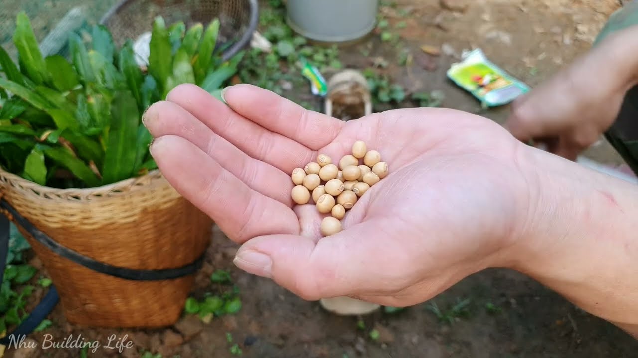 Go get forest vegetables to plant, my life and forest, Nhu Building ...