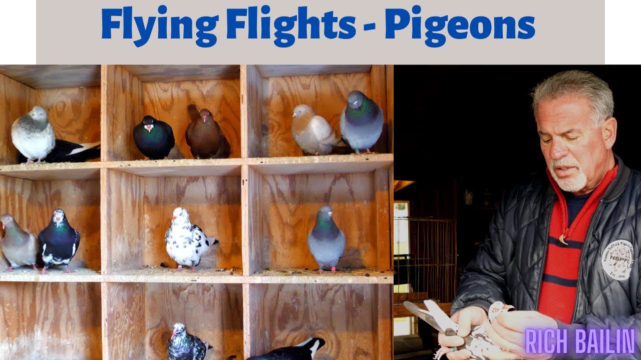 NY Flying Flights [Pigeons] - Loft Tour Rich Bailin - YouTube