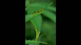 First Grow? Rust Spots on Cannabis Leaves? Here’s What Your Plant Is Trying to Tell you