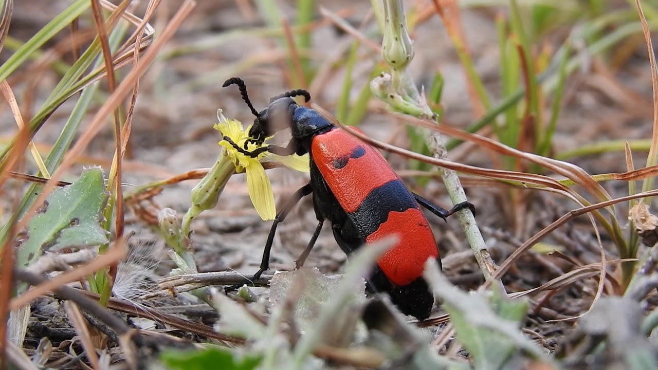 Hycleus Polymorphus Blister Beetle feeding on flower - YouTube